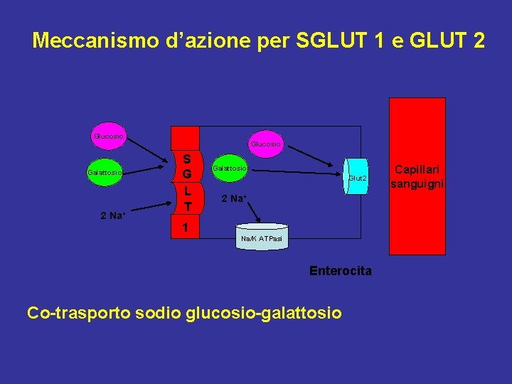 I trasportatori degli esosi GLUCOSIO I trasportatori degli