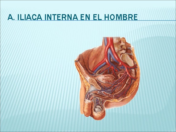 SIST CIRCULATORIO ARTERIAS Prof Sandra Bucarey A Anatoma