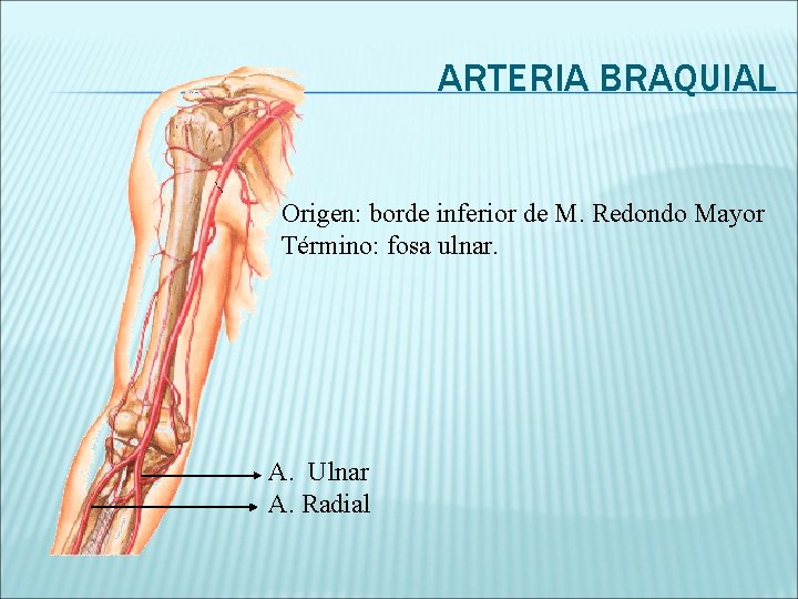 SIST CIRCULATORIO ARTERIAS Prof Sandra Bucarey A Anatoma