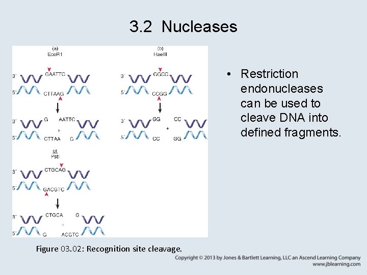 Chapter 3 Methods in Molecular Biology and Genetic