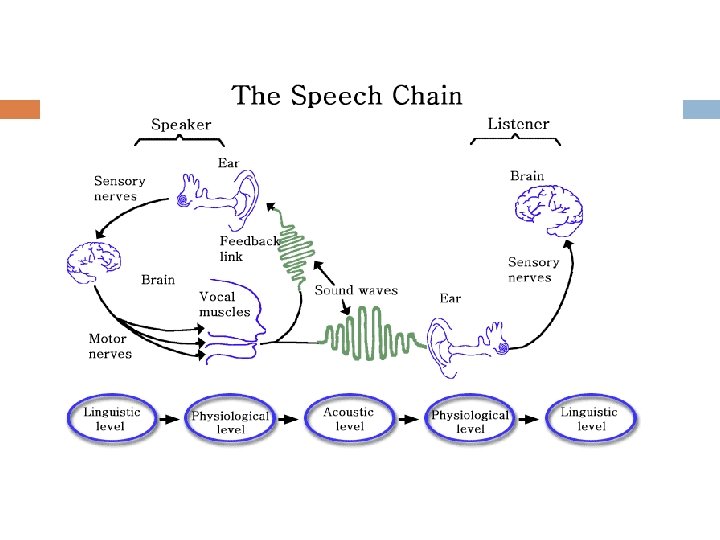 LANGUAGE AND BRAIN Summer 2017 What is neurolinguistics