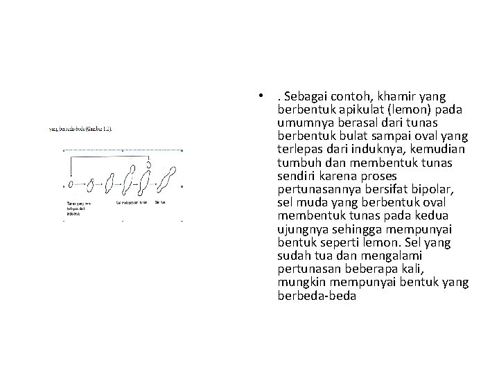 KHAMIRYEAST Khamir termasuk fungi Sebagai sel tunggal tetapi