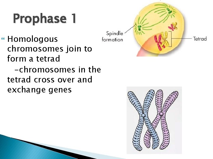 Meiosis 11 4 Homologous Chromosomes Homologous chromosomes pairs