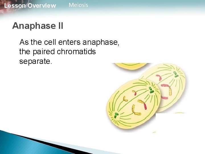 Meiosis 11 4 Homologous Chromosomes Homologous chromosomes pairs