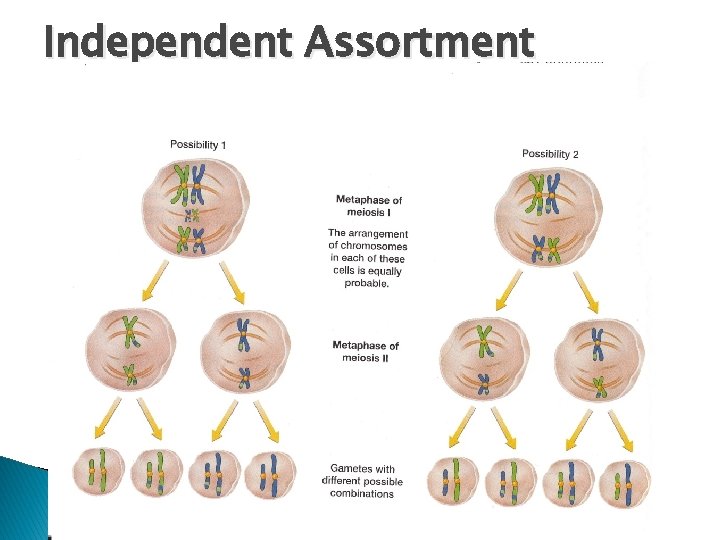 Meiosis 11 4 Homologous Chromosomes Homologous chromosomes pairs