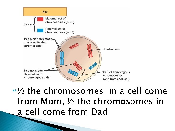 Meiosis 11 4 Homologous Chromosomes Homologous chromosomes pairs