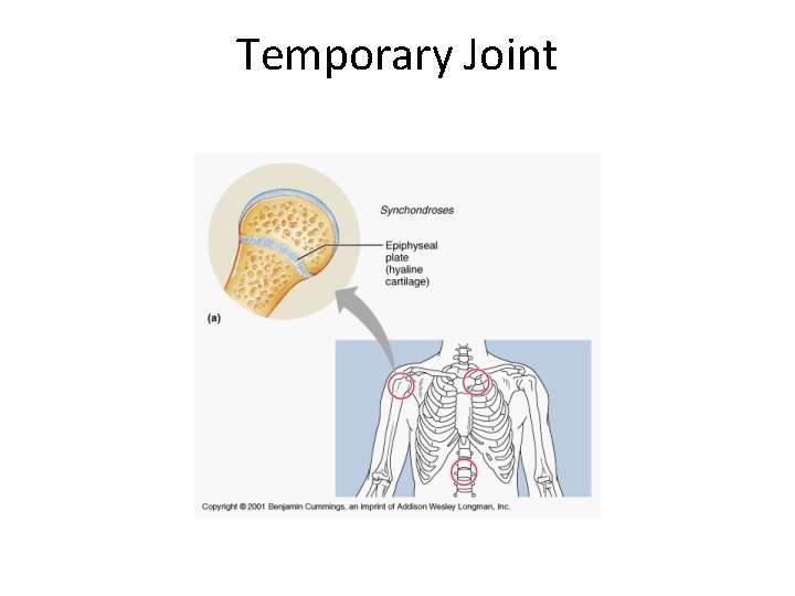 Section A Applied Anatomy and Physiology 2 Joint