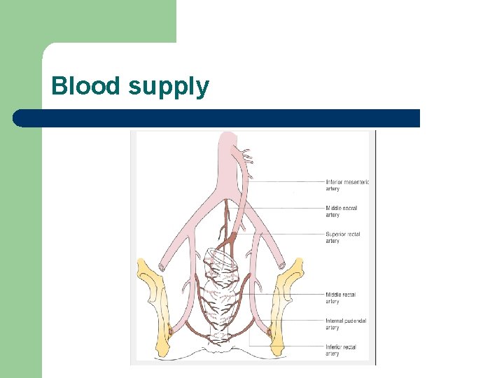 Anorectal anatomy and physiology l l Surgical anal