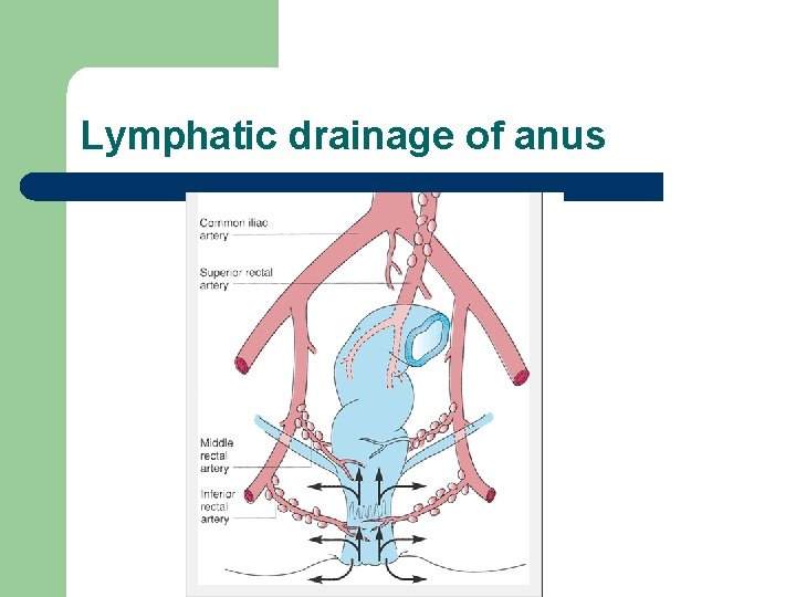 Anorectal anatomy and physiology l l Surgical anal
