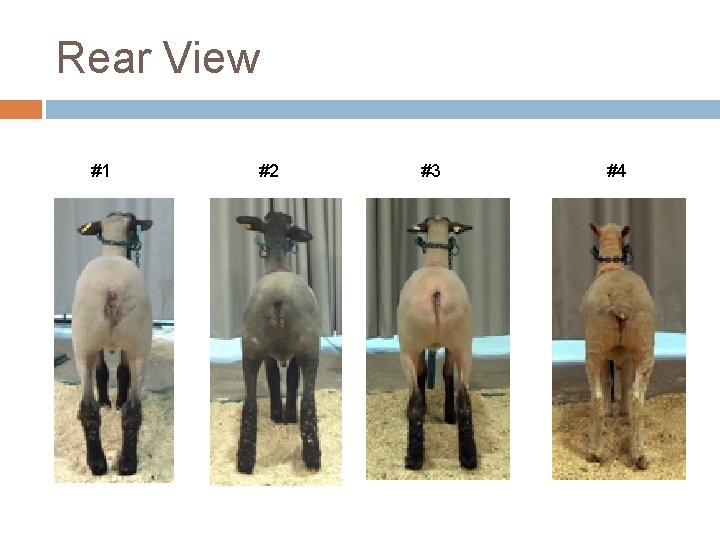 LIVESTOCK EVALUATION MARKET LAMB CLASS Niki Linscott Blue