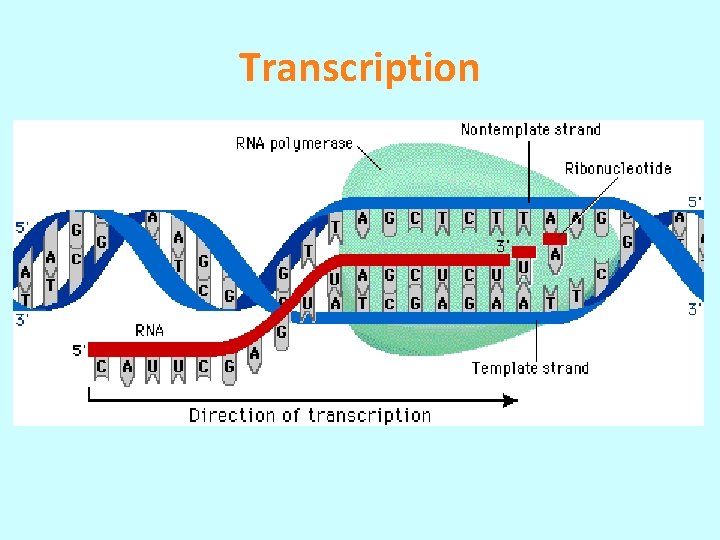 Protein Synthesis The formation of proteins based on