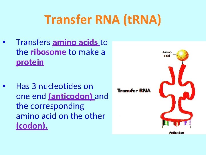 Protein Synthesis The formation of proteins based on