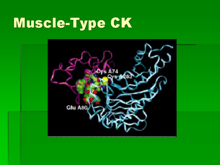 Creatine Kinase Amy Ward Overview Metabolism Creatine Kinase
