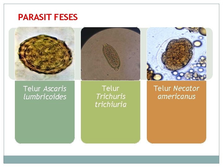 PEMERIKSAAN FESES RUTIN Feces 100 300 gramhari 60