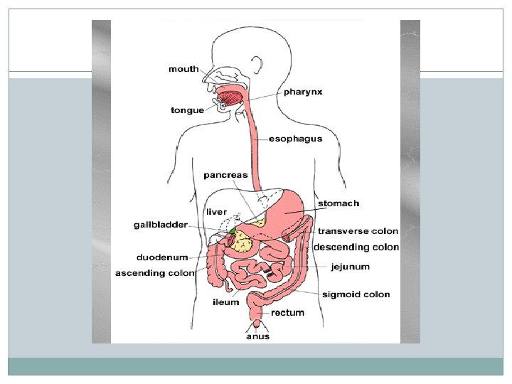 PEMERIKSAAN FESES RUTIN Feces 100 300 gramhari 60