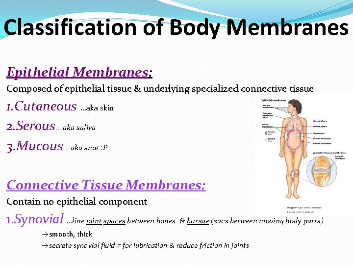 Chapter 5 Study Guide Integumentary System Body Membranes
