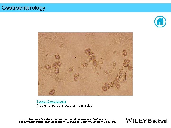 Gastroenterology Topic Coccidiosis Figure 1 Isospora oocysts from