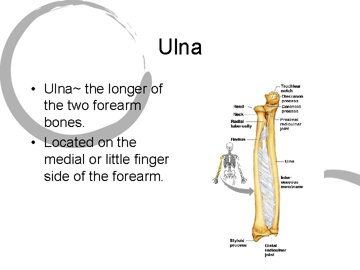 Ulna Definition Location Anatomy Functions Diagram