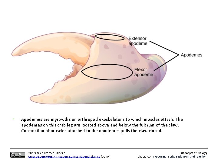 Concepts of Biology The Animal Body Basic Form