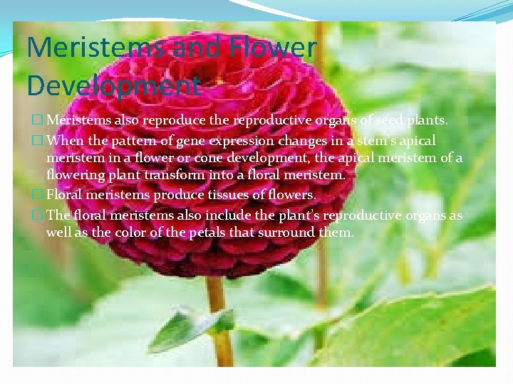 Chapter 23 Plant Structure and Function Section 23