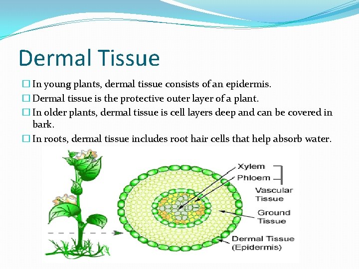 Chapter 23 Plant Structure and Function Section 23