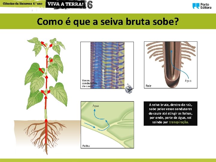Como Se Alimentam As Plantas As Plantas So Como Se Alimentam As Plantas As Plantas So