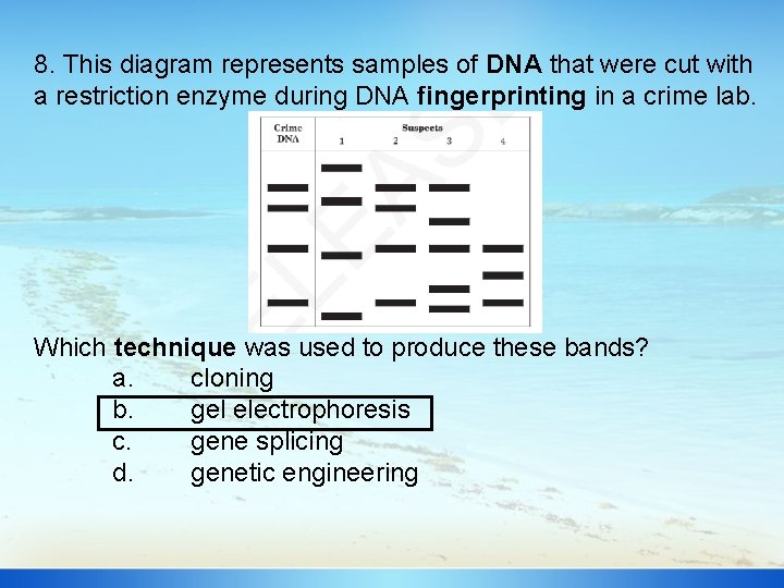 SURFIN THROUGH STAAR Session 3 DNA Protein Synthesis