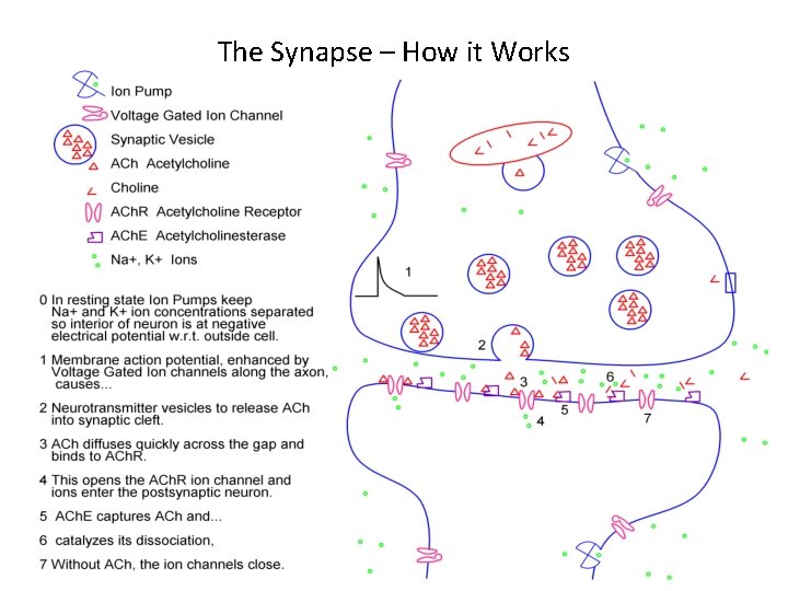 Pesticides and Pollinators A look at modern neurotoxins