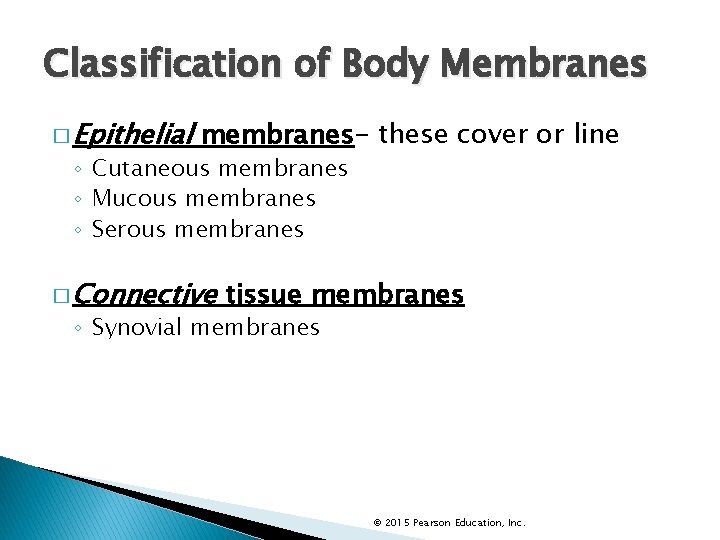Chapter 4 Skin and Body Membranes Lecture Presentation