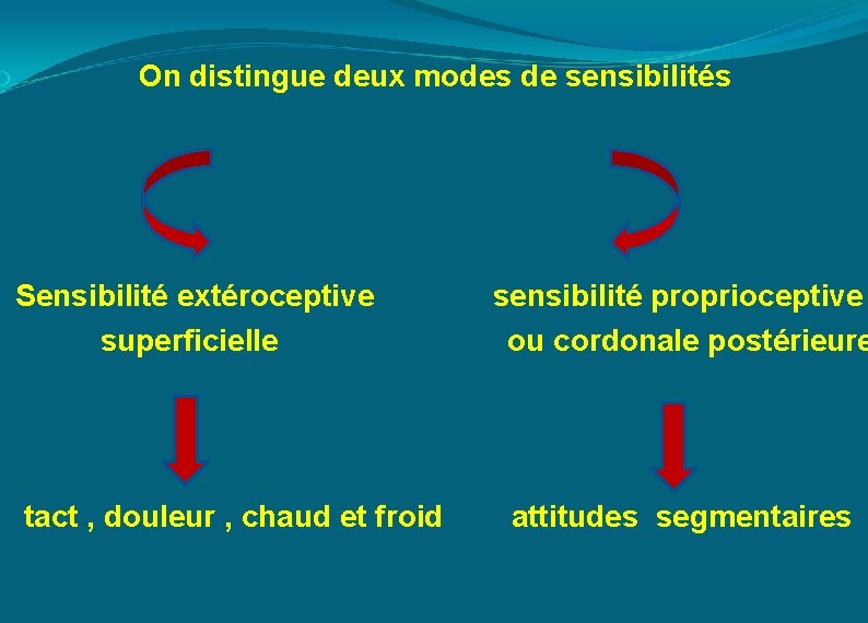 exploration de la sensibilit On distingue deux modes