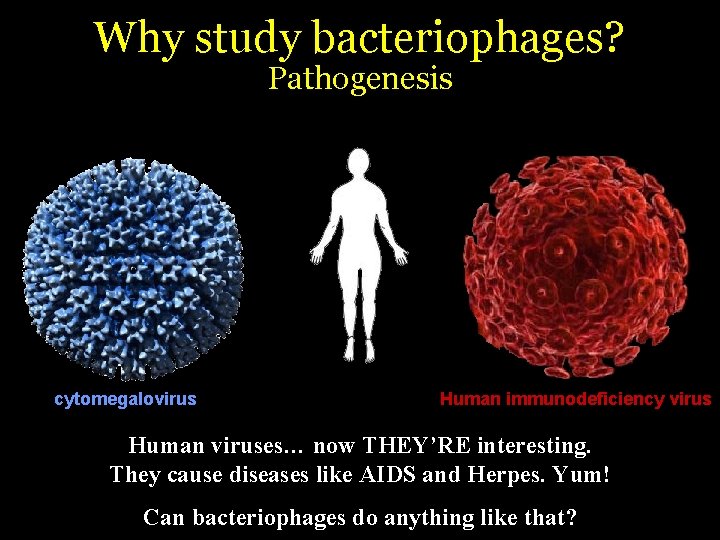 Why study bacteriophages Bacteriophages are viruses that infect