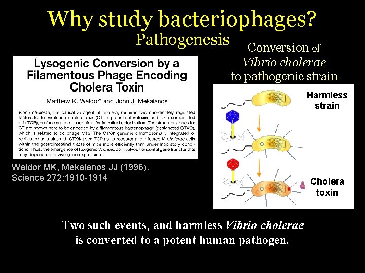 Why study bacteriophages Bacteriophages are viruses that infect