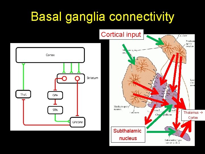 Functional Anatomy of the Basal Ganglia Sharif Taha