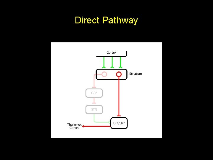 Functional Anatomy of the Basal Ganglia Sharif Taha