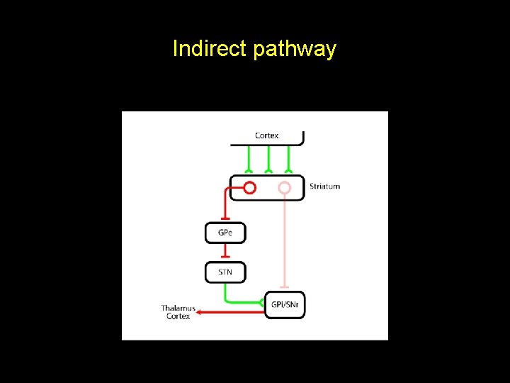 Functional Anatomy of the Basal Ganglia Sharif Taha