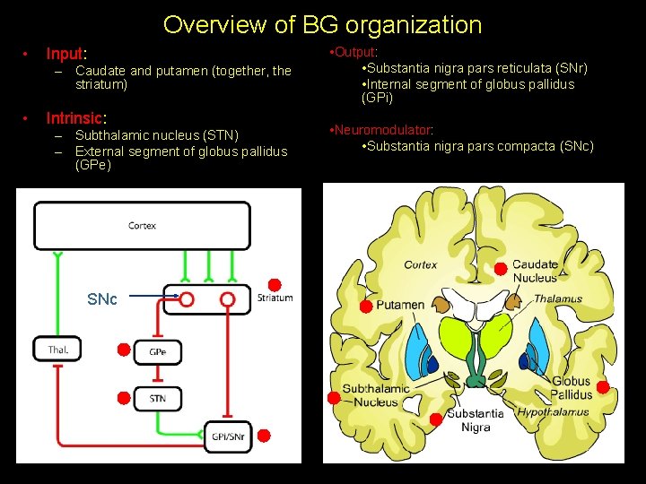 Functional Anatomy of the Basal Ganglia Sharif Taha
