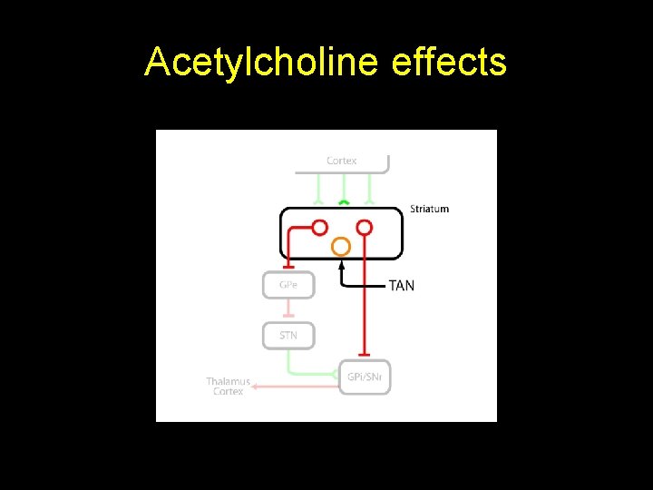 Functional Anatomy of the Basal Ganglia Sharif Taha