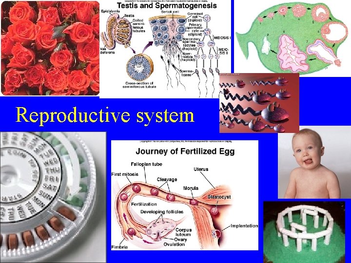 Reproductive system Reproductive system Gametic meiosis All Animal