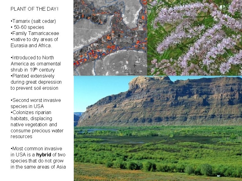 PLANT OF THE DAY Tamarix salt cedar 50