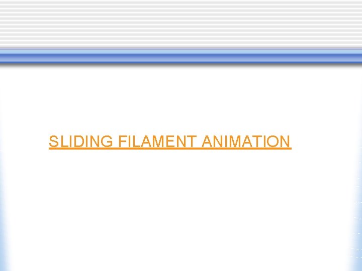 HOW DO MUSCLES CONTRACT THE SLIDING FILAMENT THEORY