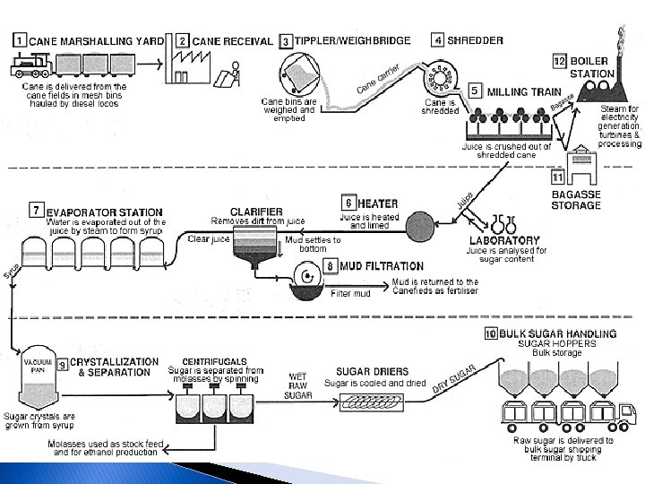 CANE SUGAR GULA TEBU Gula hasil proses defekasi