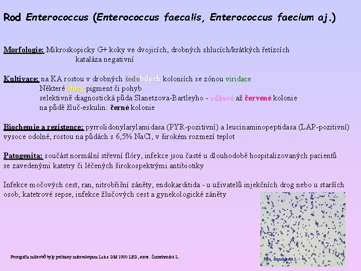 Rod Enterococcus Enterococcus faecalis Enterococcus faecium aj Morfologie