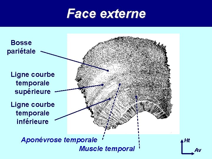 PARIETAL Institut Toulousain dOstopathie Philippe GUERIN Ostopathe D