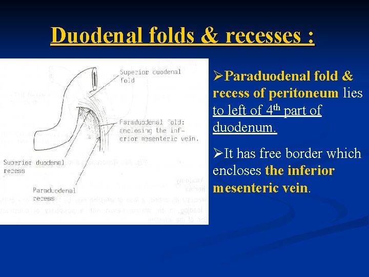 The Duodenum It is the first and widest