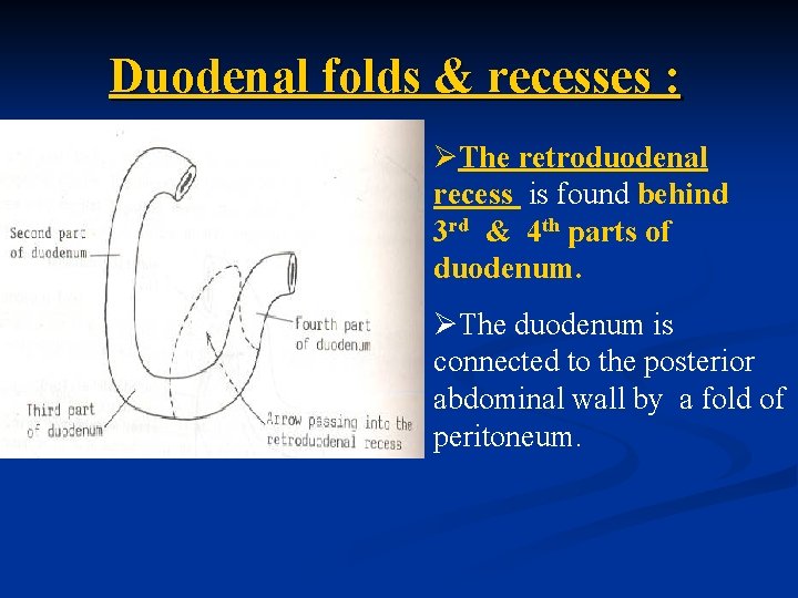 The Duodenum It is the first and widest