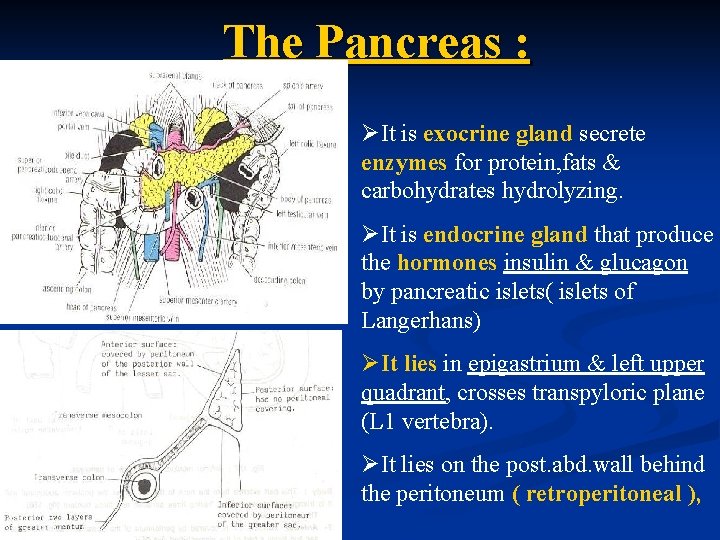 The Duodenum It is the first and widest