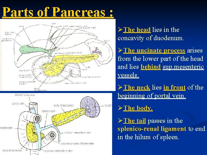 The Duodenum It is the first and widest