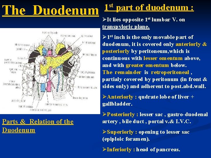 The Duodenum It is the first and widest