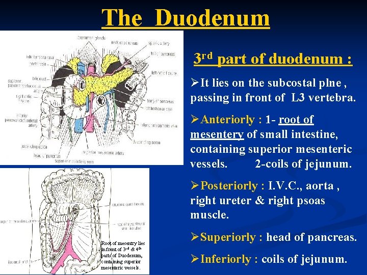 The Duodenum It is the first and widest