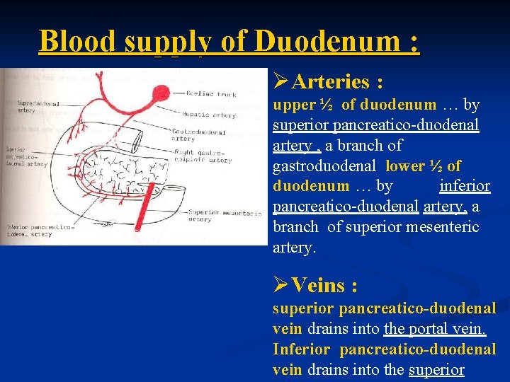 The Duodenum It is the first and widest
